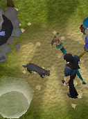 Random Events - Pages :: Tip.It RuneScape Help :: The Original ...